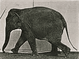 Elephant_walking.gif — e-teaching.org - Gestaltung von Hochschulbildung ...
